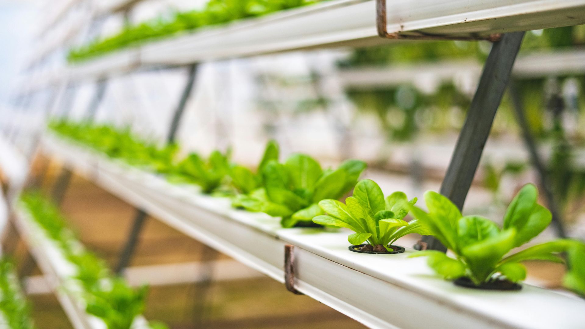 7 Simple Steps to Clean Your Hydroponic System