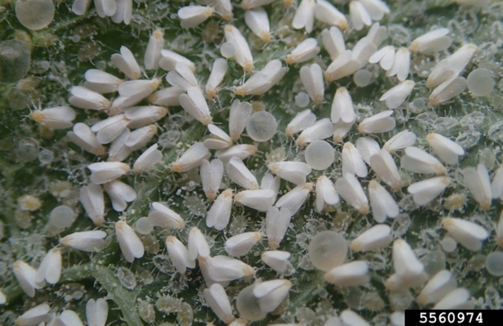 A Full Guide To Whitefly Control in 7 Steps - The Plant Advocate
