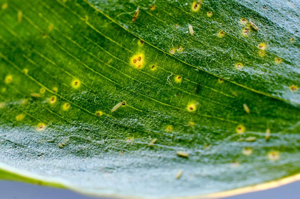 How To Get Rid of Thrips