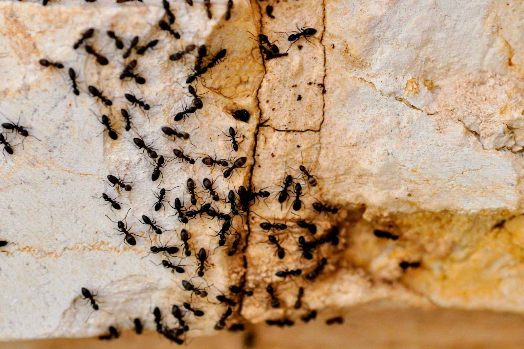 What Is The Best Insecticide for Ants Outdoors?